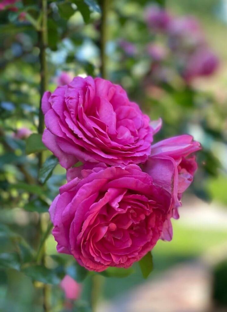 The Most Enchanting Long Island Gardens To Visit – Style Meets Story®